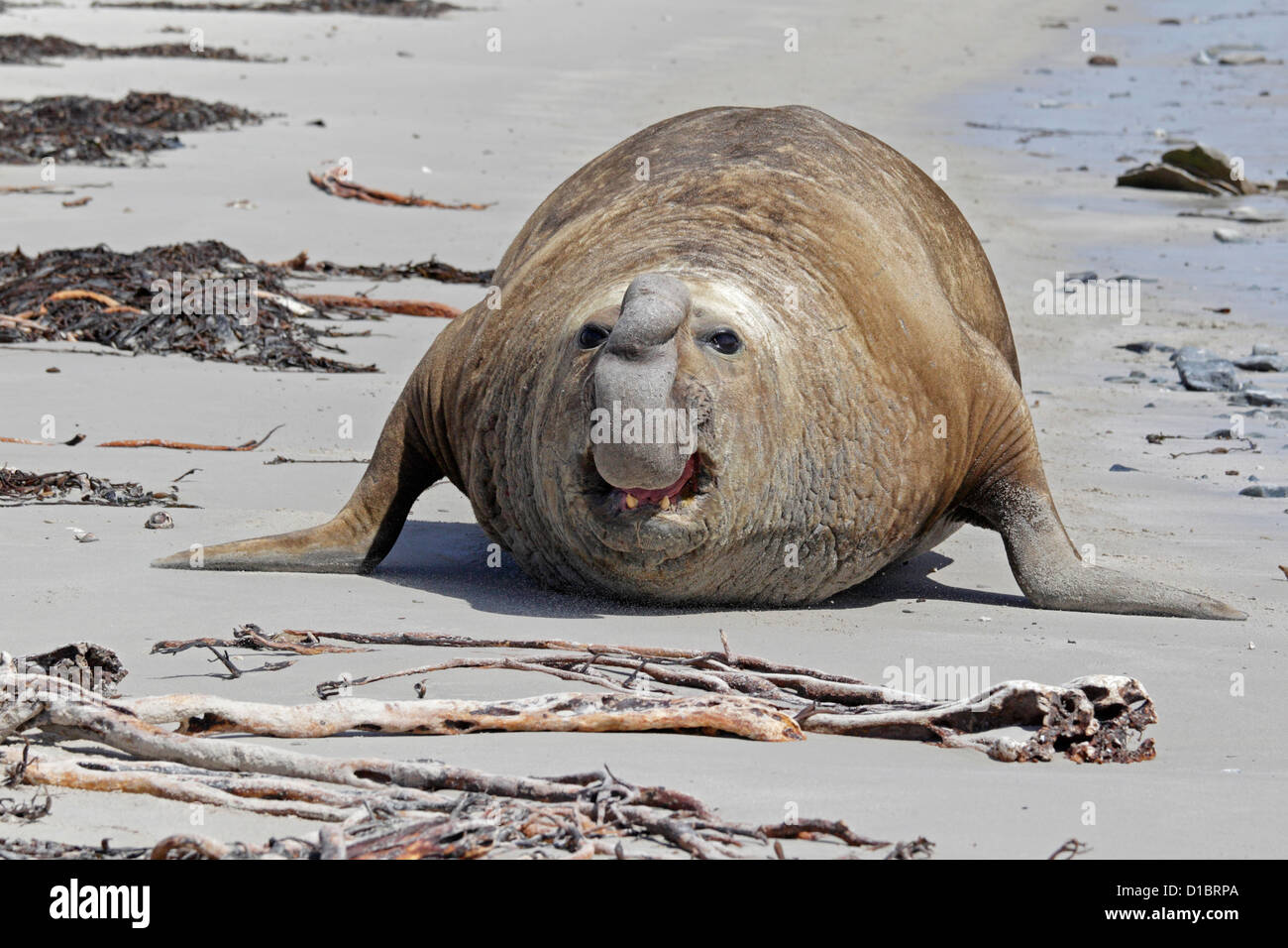 Moving seal hi-res stock photography and images - Alamy