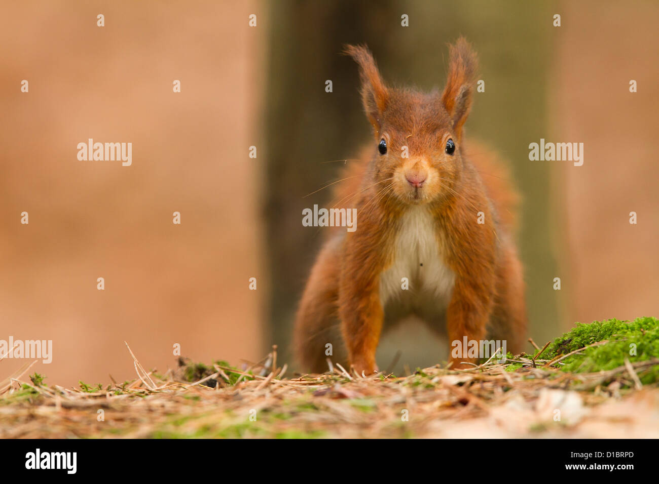 A Red Squirrel photographed at Formby Woods, England Stock Photo - Alamy