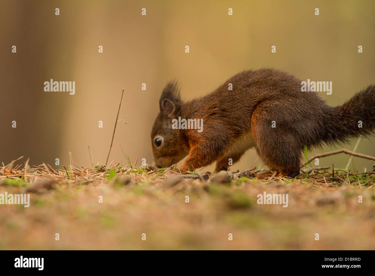 A Red Squirrel photographed at Formby Woods, England Stock Photo - Alamy