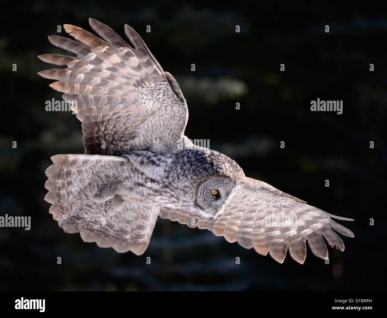 Owl hunting hi-res stock photography and images - Alamy