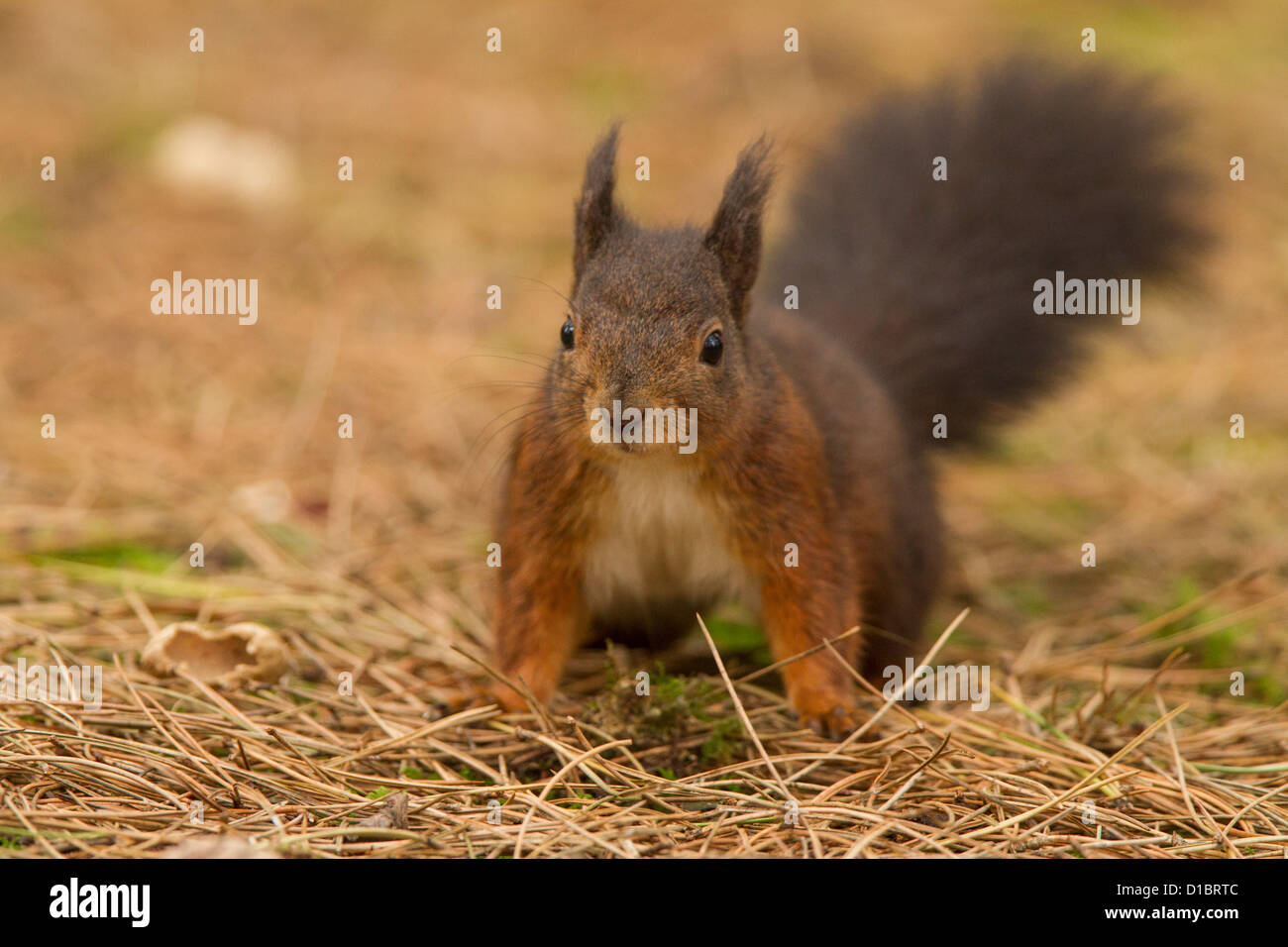 A Red Squirrel photographed at Formby Woods, England Stock Photo - Alamy
