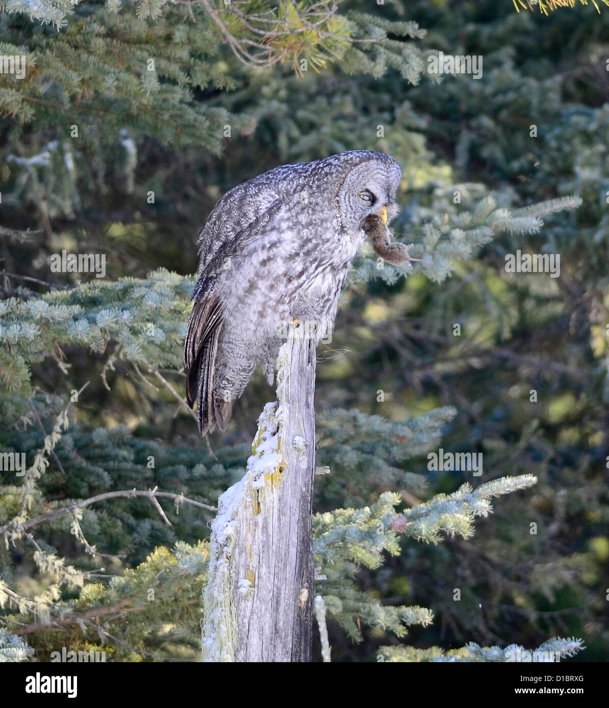 Owl eating a rodent Stock Photo - Alamy