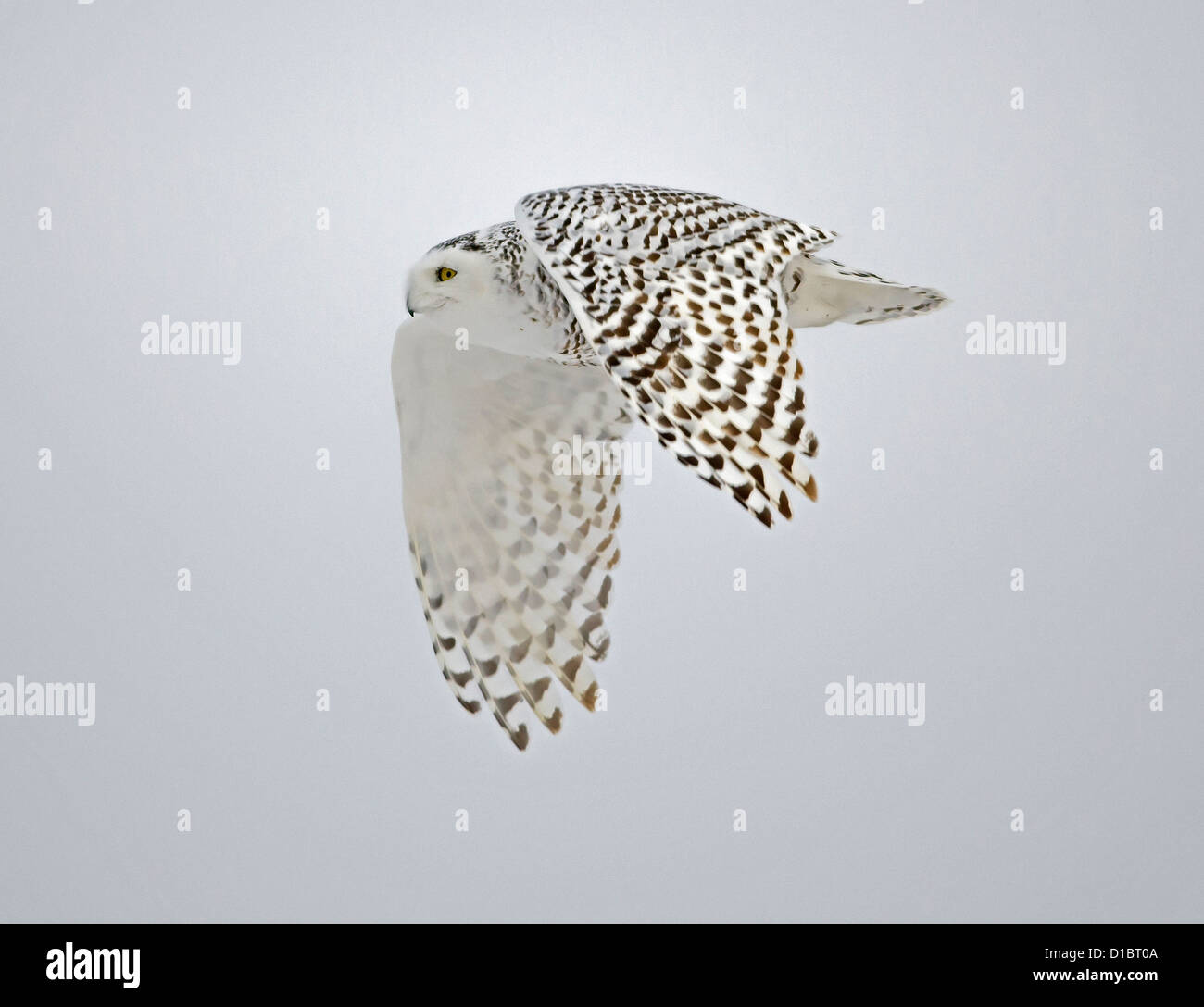 A Smiling Snowy Owl in Flight Stock Photo - Alamy