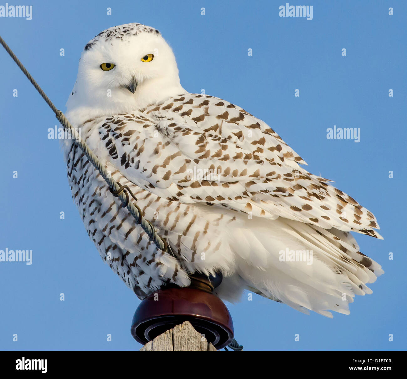 Snowy owl migration hi-res stock photography and images - Alamy