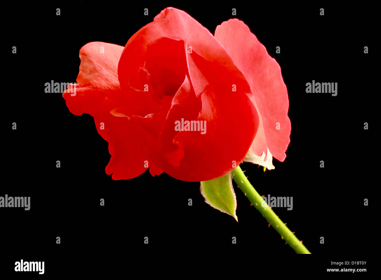 Red backlit hi-res stock photography and images - Alamy