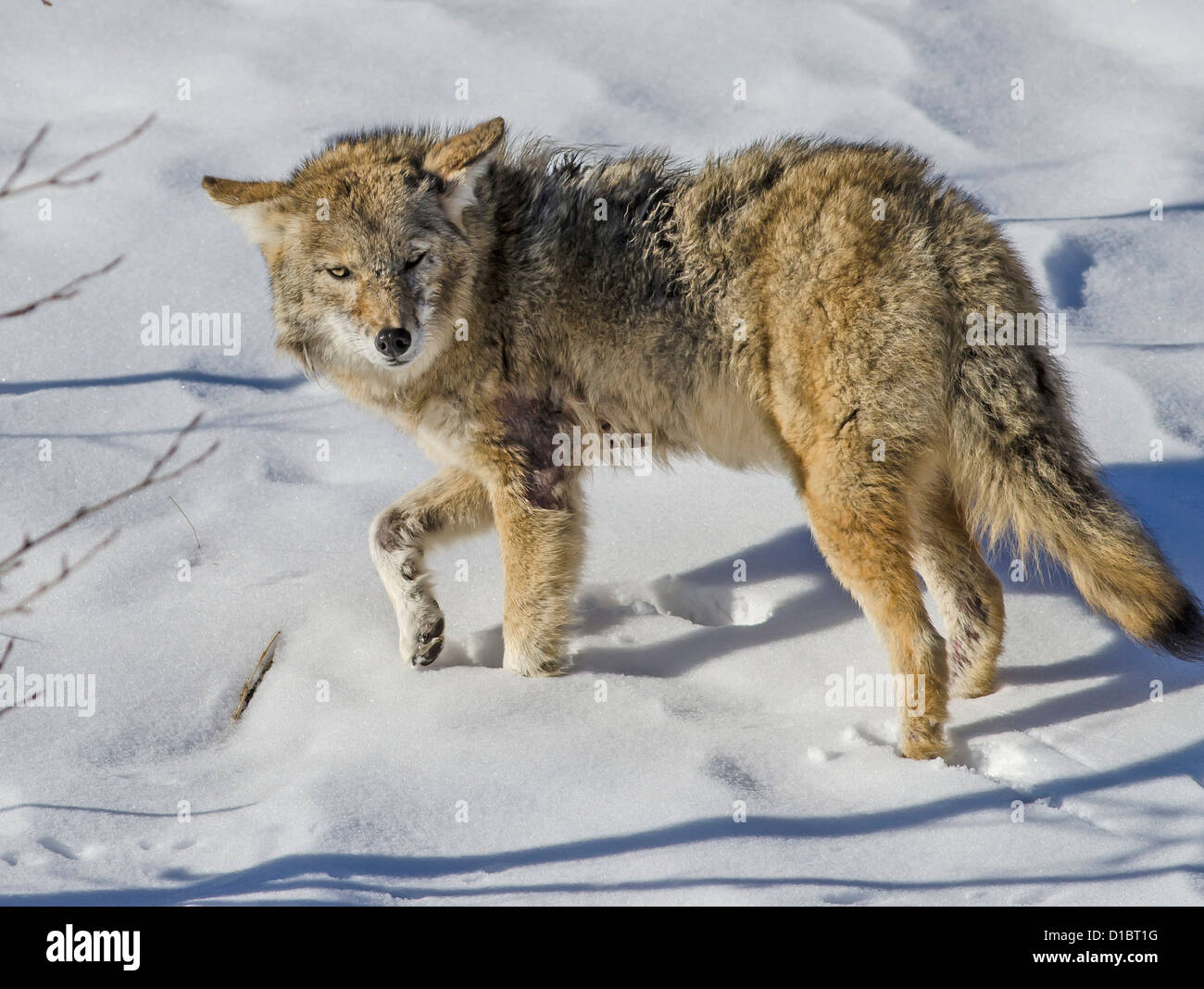 Mean Looking Coyote in Winter Stock Photo - Alamy