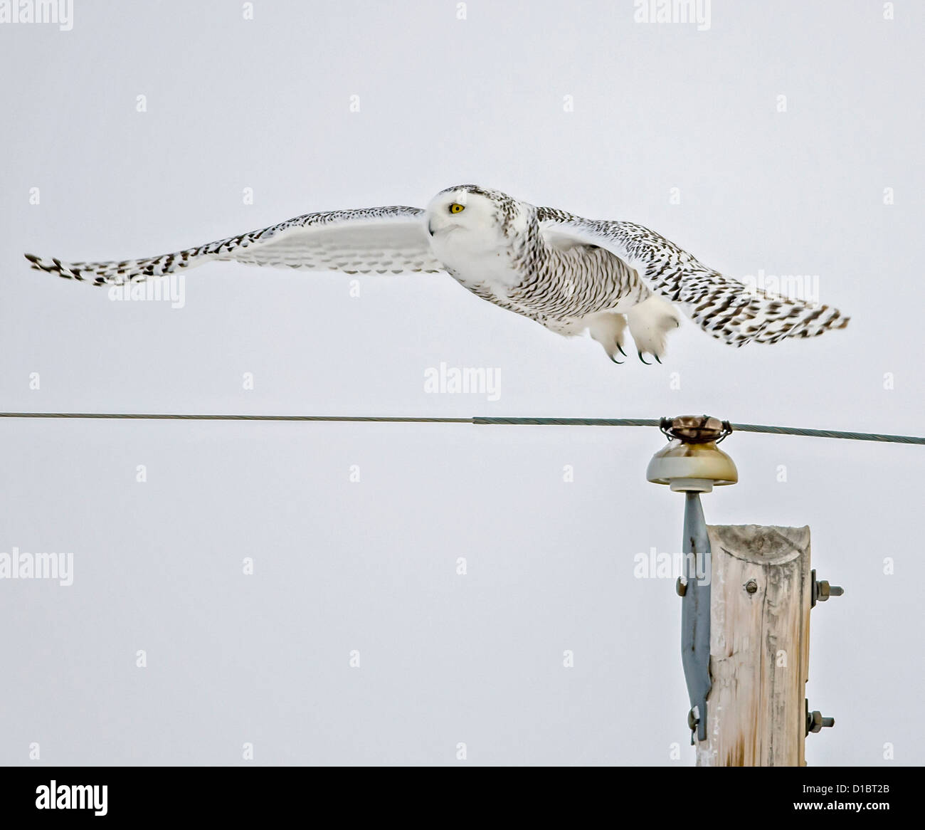Snowy Owl Taking Off Stock Photo - Alamy