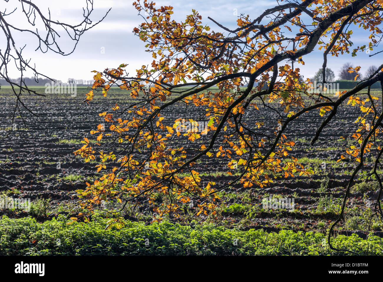 Black oak trees clouds grass hi-res stock photography and images - Alamy