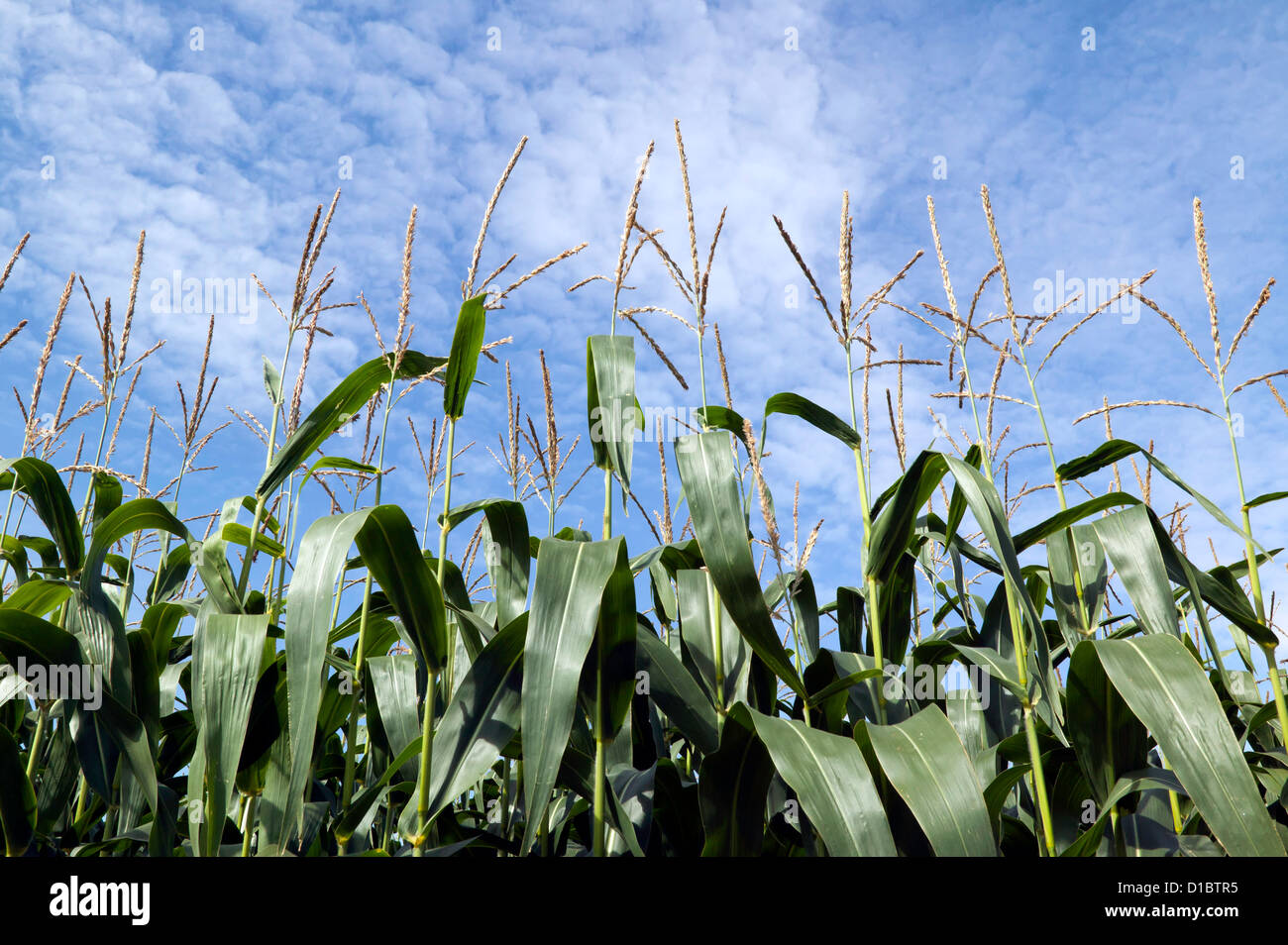 Sweet corn plants growing in a farmers field next to Ellens Road ...