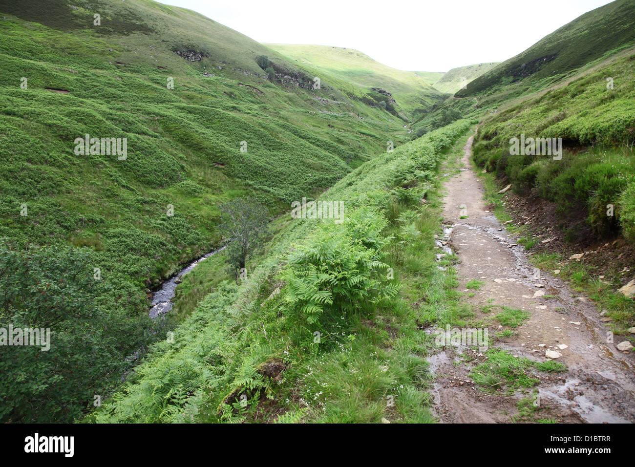 A footpath at Abbey Brook Little Howden Moor on the High Peak Estate ...