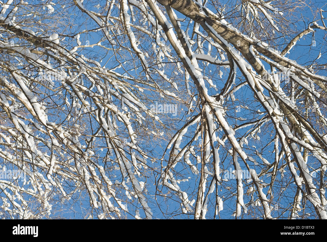Branches with Snow after a Winter Storm Stock Photo - Alamy