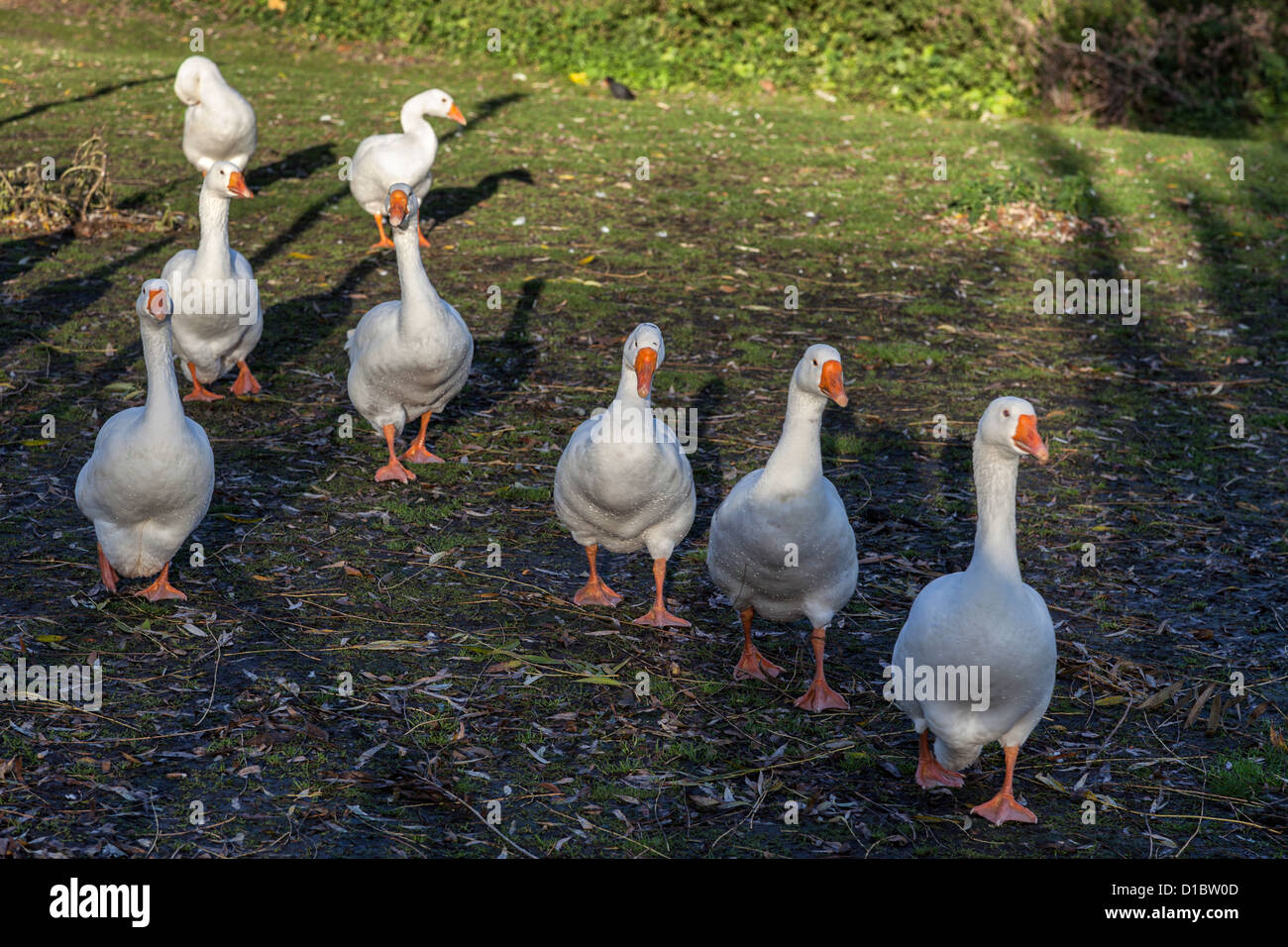 Gaggle of Geese walking along the riverbank of the Great Ouse in Ely ...