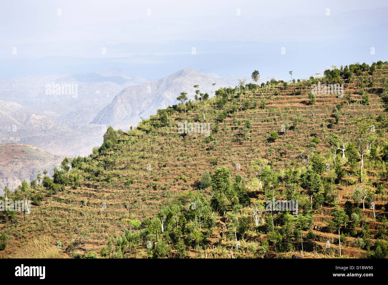 Dry farming on terraces in the territory of the Konso, Rift valley ...