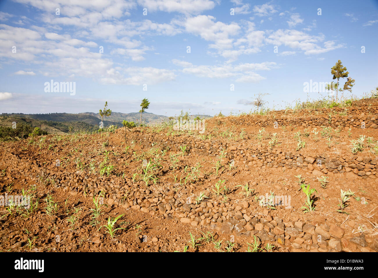 Terrace farming africa hi-res stock photography and images - Alamy