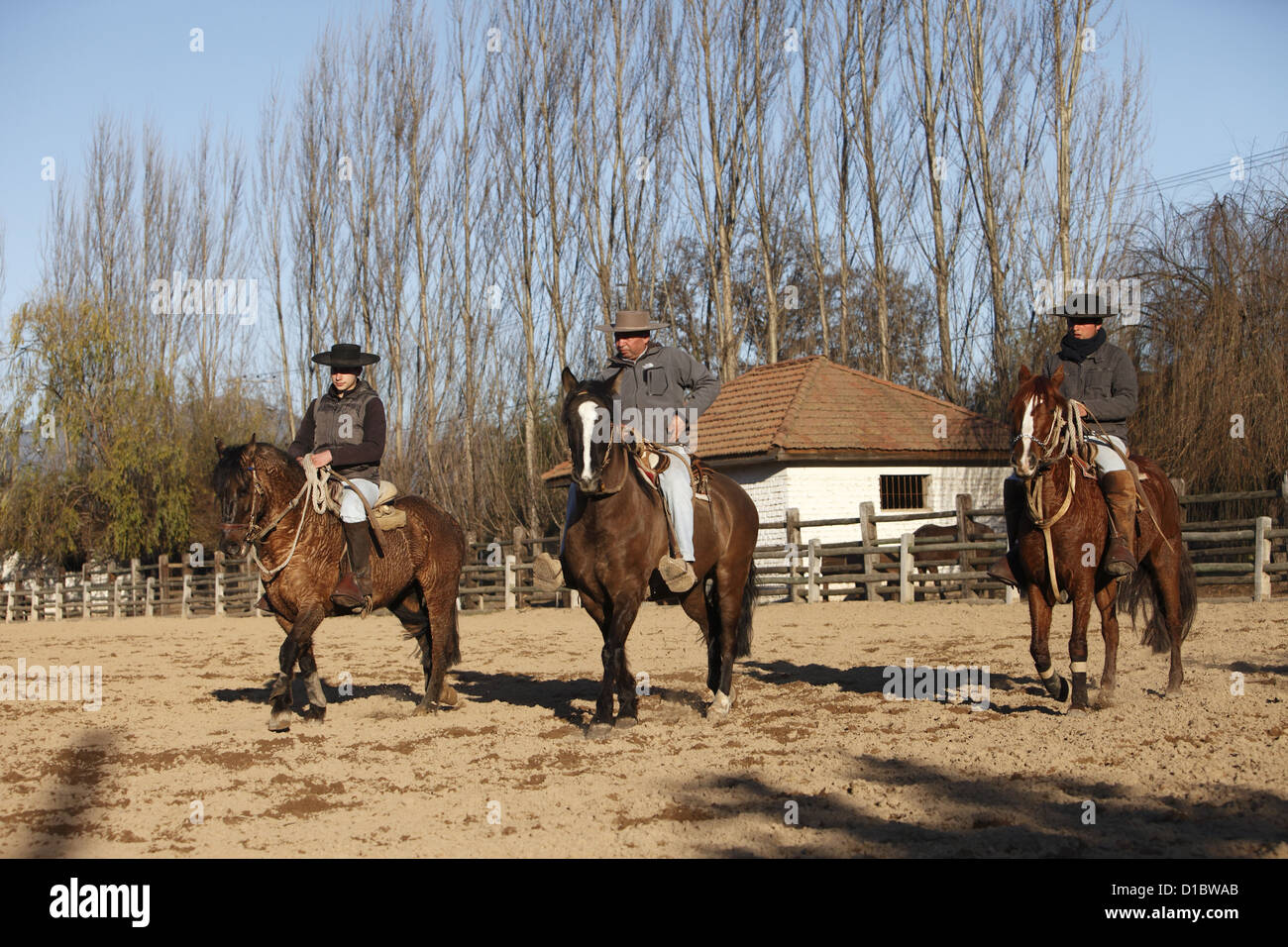 Huasos, (skilled horsemen) practice rodeo skills at Casa Silva, San ...
