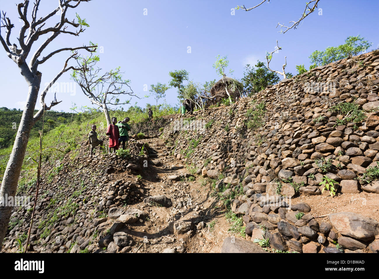Dry farming on terraces in the territory of the Konso, Rift valley ...