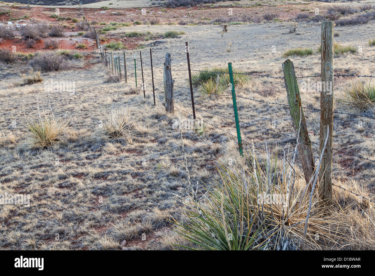Barbed wire fence and cattle hi-res stock photography and images - Alamy