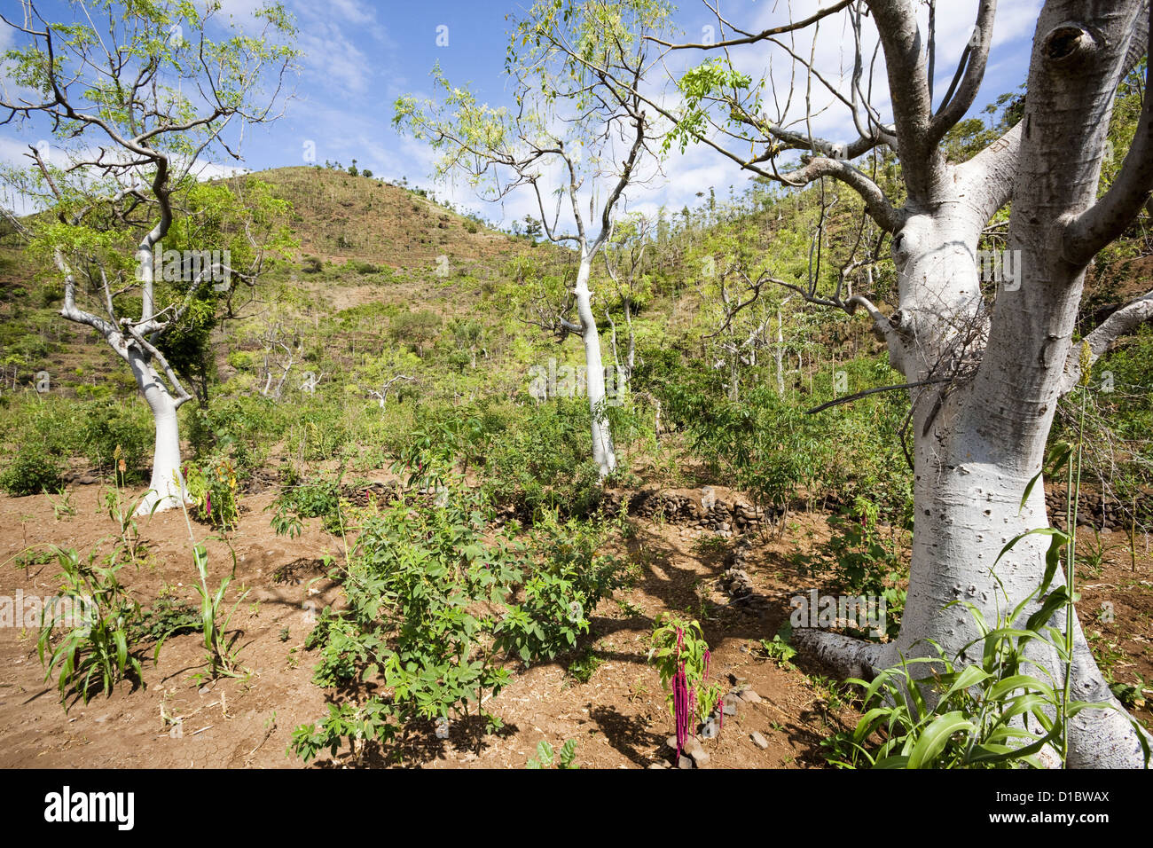 Terrace farming africa hi-res stock photography and images - Alamy