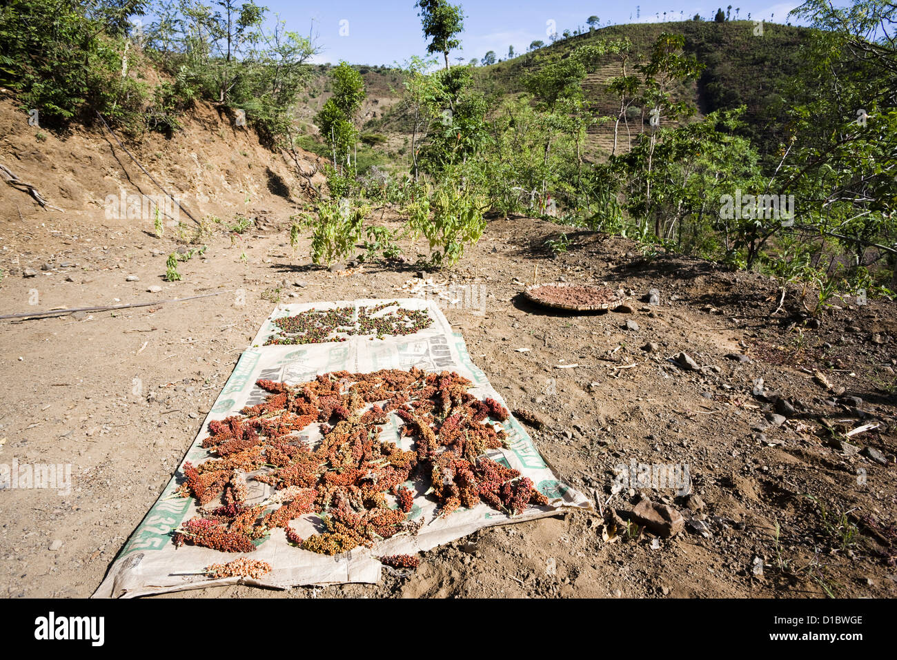 Harvest of sorghum, millet, spread for drying. Sorghum, cassava (manioc ...