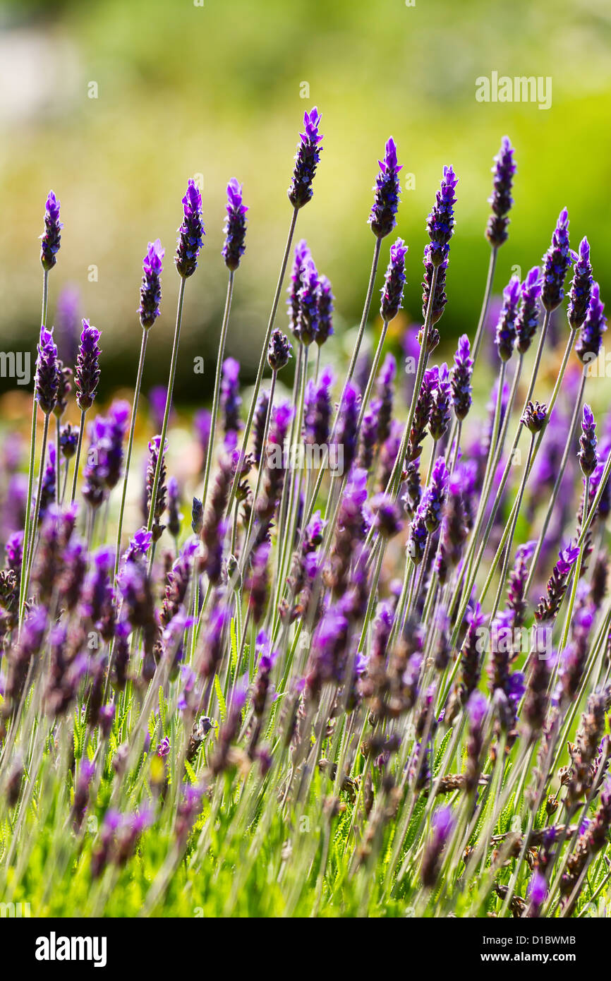 Closeup of lavender flowers Stock Photo - Alamy