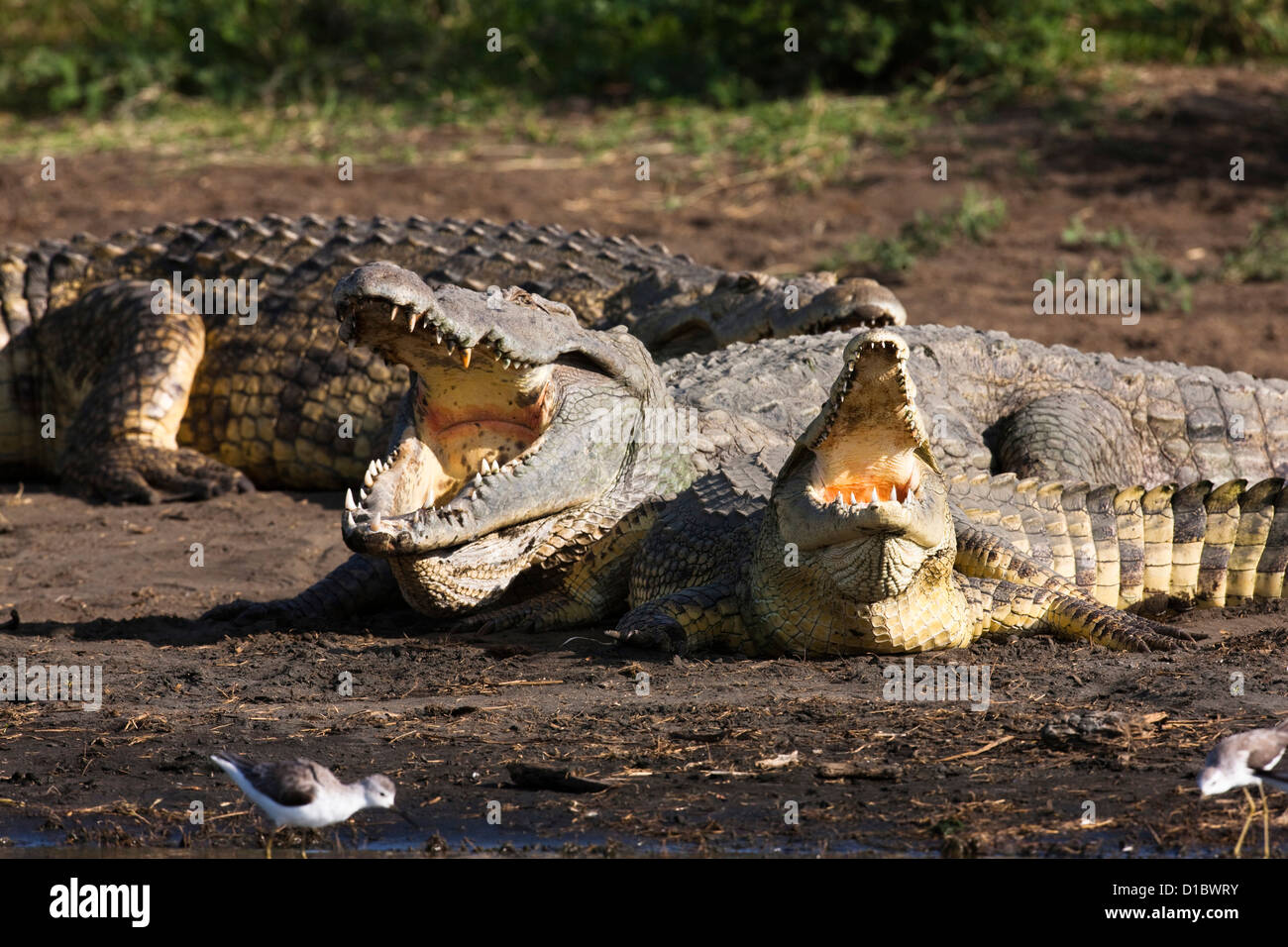 Giant Alligator Africa