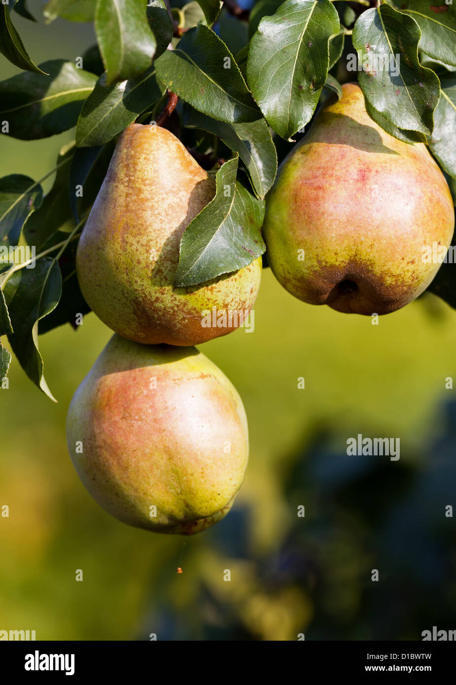 Three fine ripe pear on the tree Stock Photo - Alamy