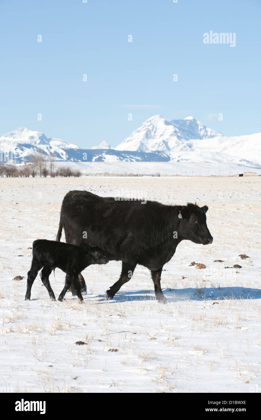A black Angus cow and calf walk across a snowy field, Rocky Mountains ...
