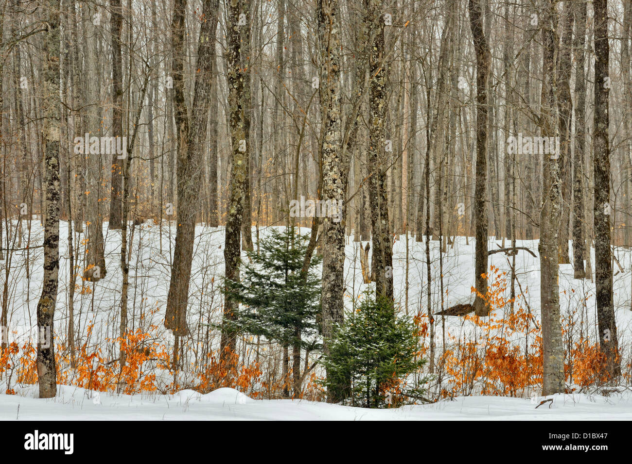 Beech maple forest with understory of young beech and autumn leaves ...
