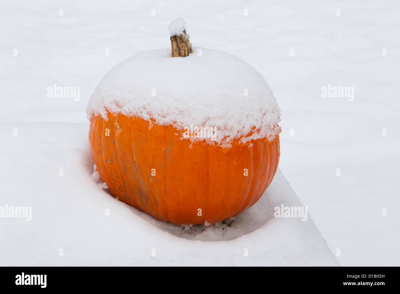 Snow covered pumpkin on picnic table, Dena Mora Rest Area, I90, MT ...