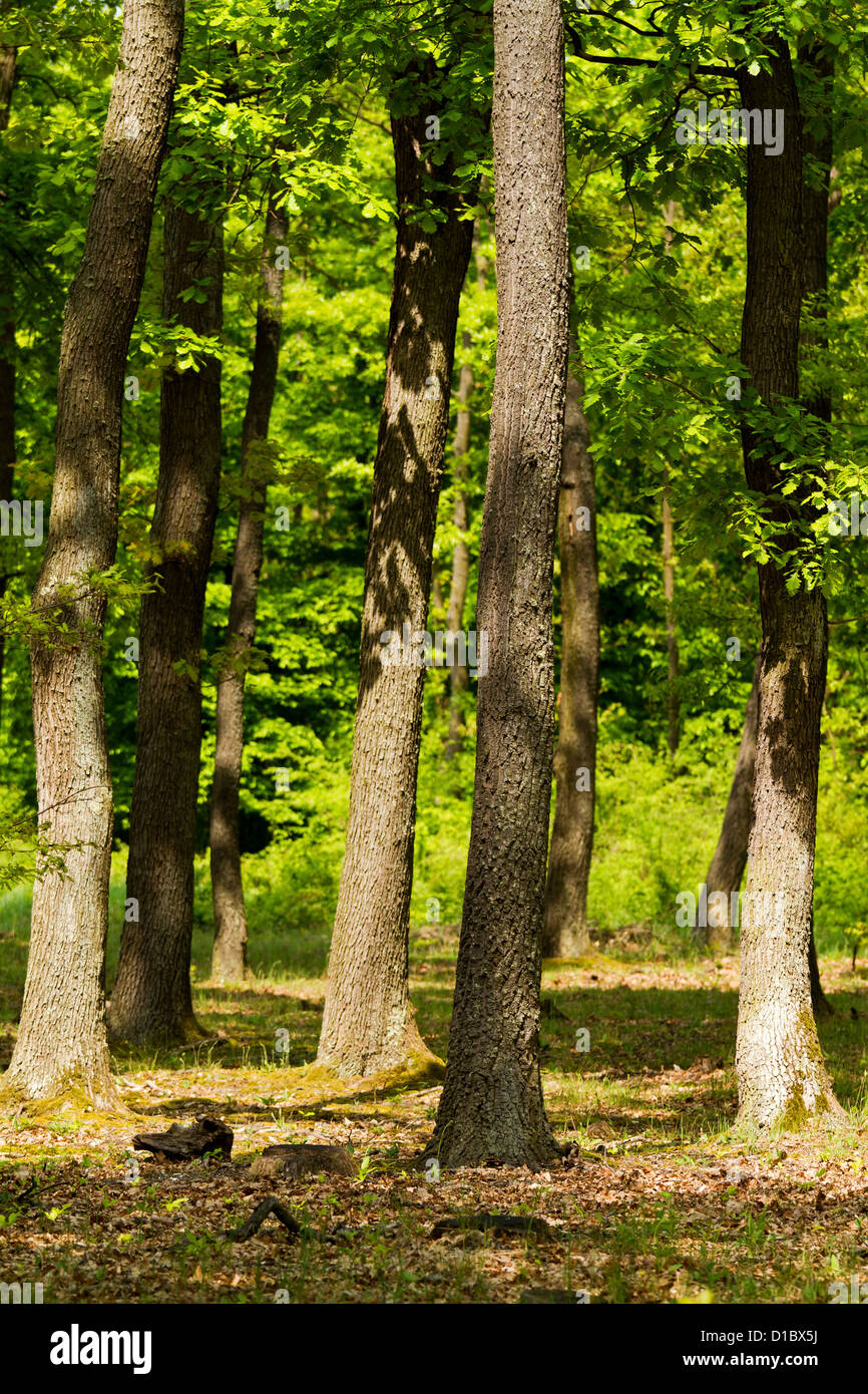 Green forest with oak trees Stock Photo - Alamy