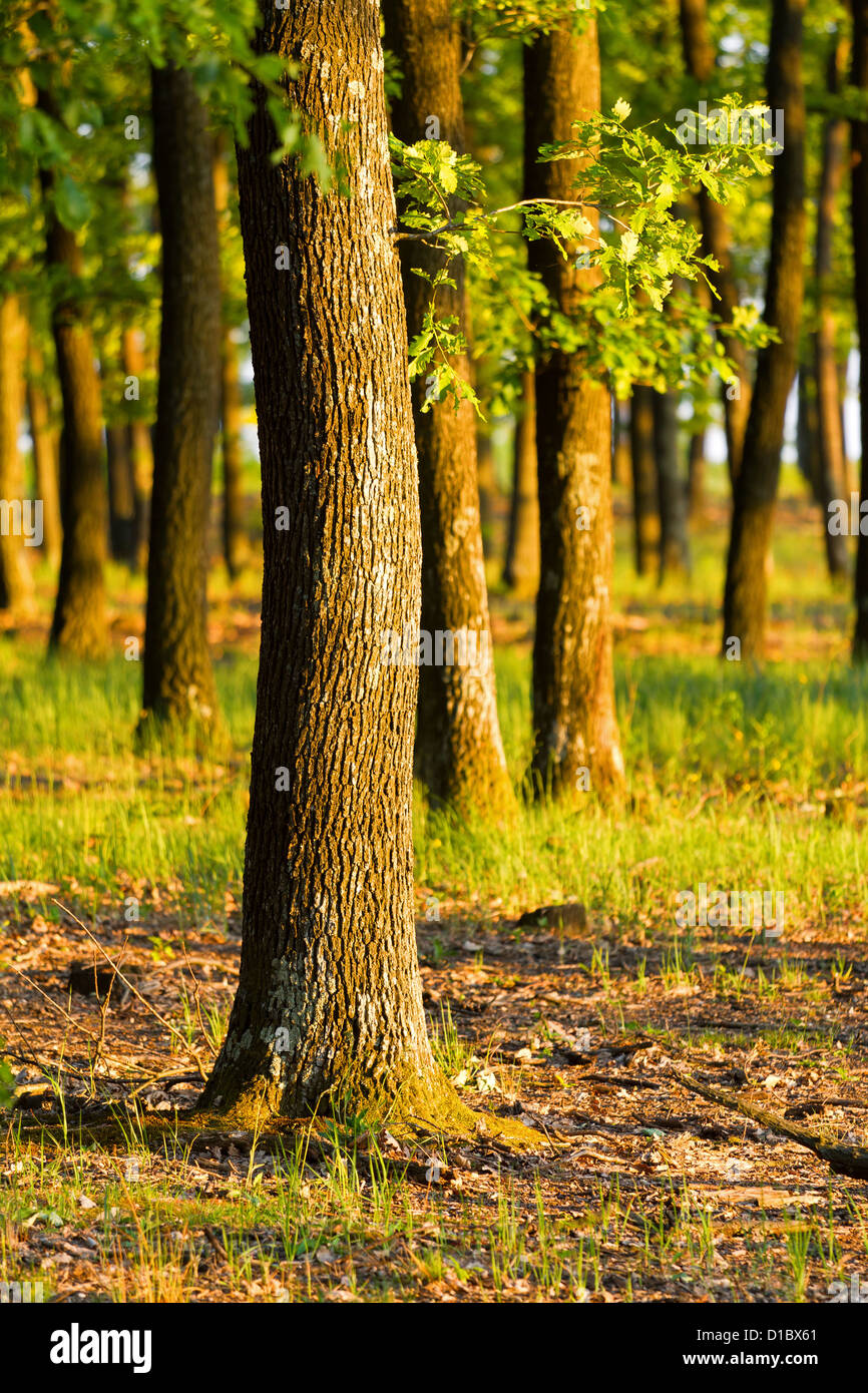 Green forest with oak trees Stock Photo - Alamy