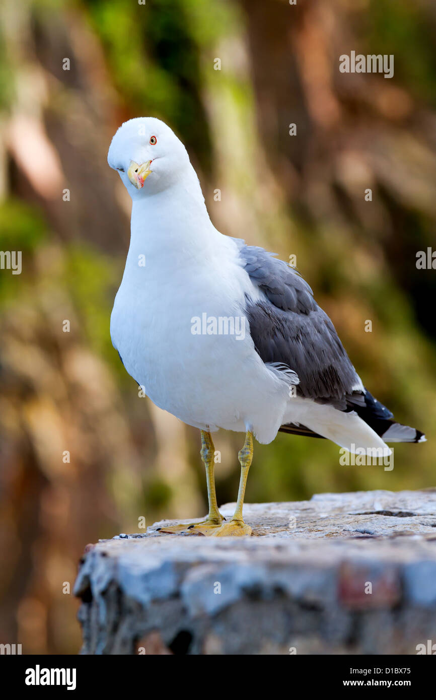 Sea gull gracefully poses for a photo Stock Photo - Alamy