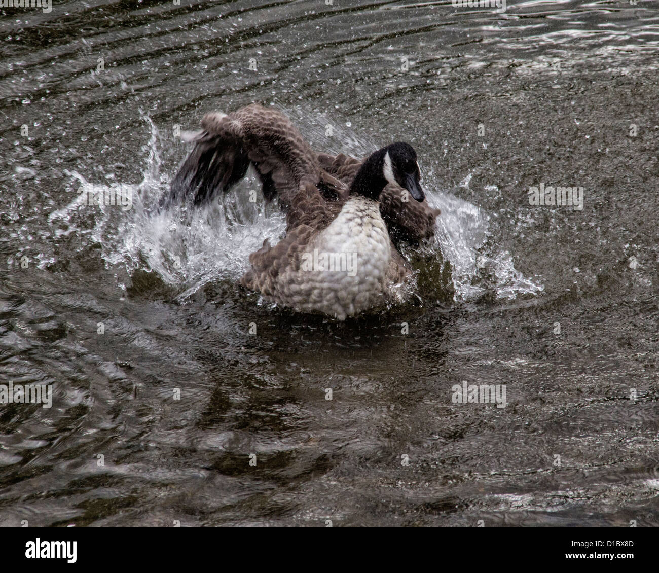 Goose lands landing splash water hi-res stock photography and images ...