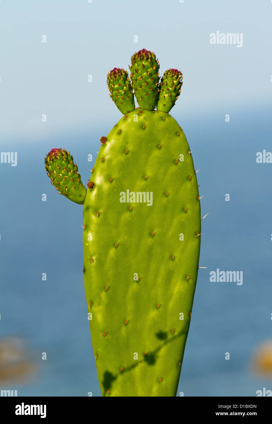 Coastal young cactus leaves Stock Photo - Alamy