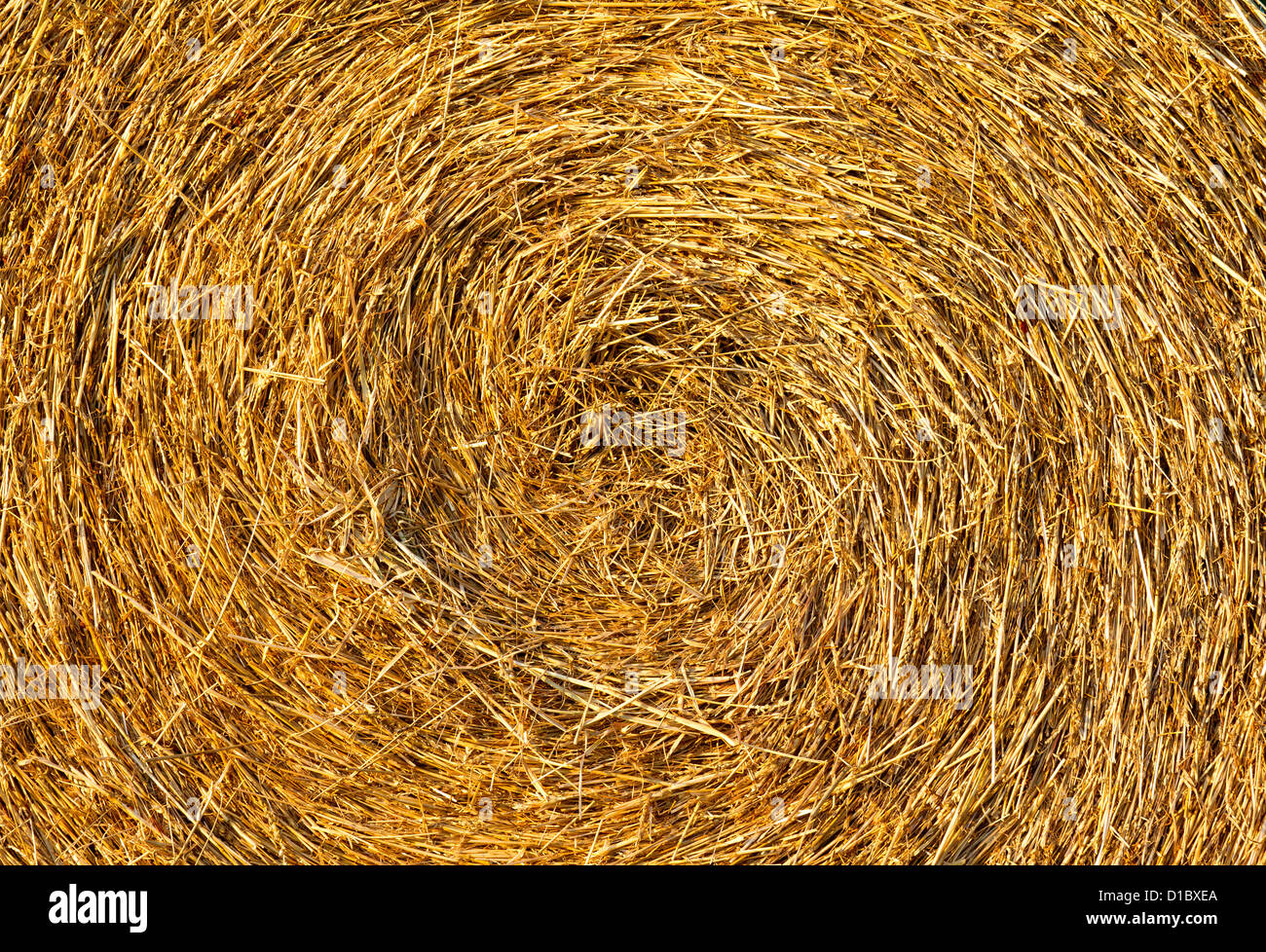 Round hay bale a sunny day Stock Photo - Alamy
