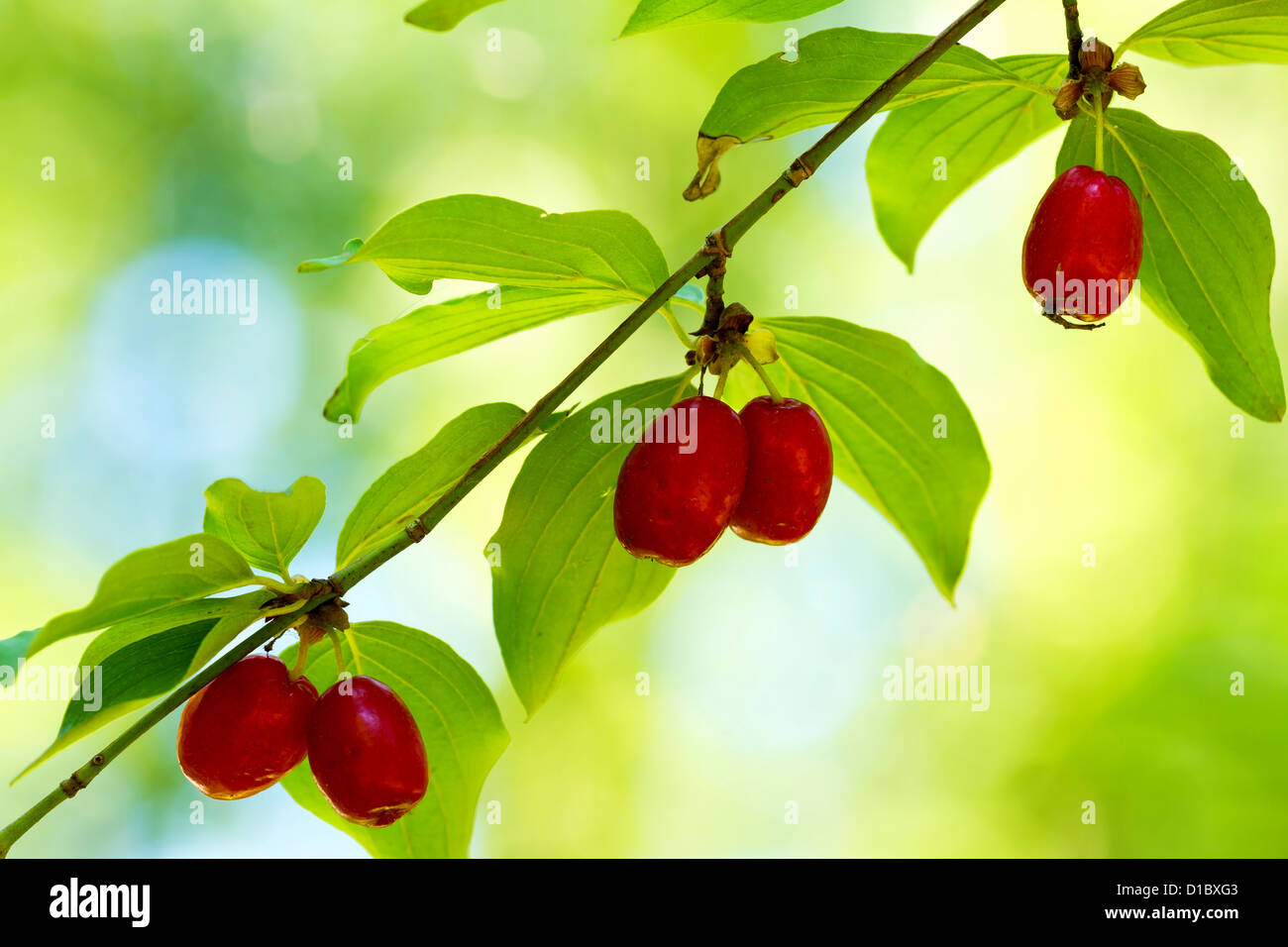 Fine dogberry fruits on the branch Stock Photo - Alamy