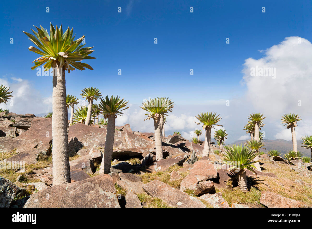 Giant lobelia lobelia rhynchopetalum hi-res stock photography and ...