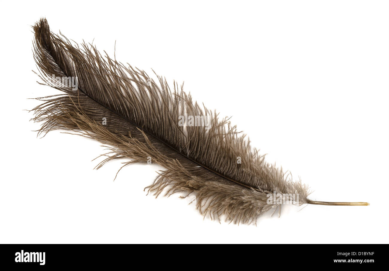 Ostrich feather hi-res stock photography and images - Alamy