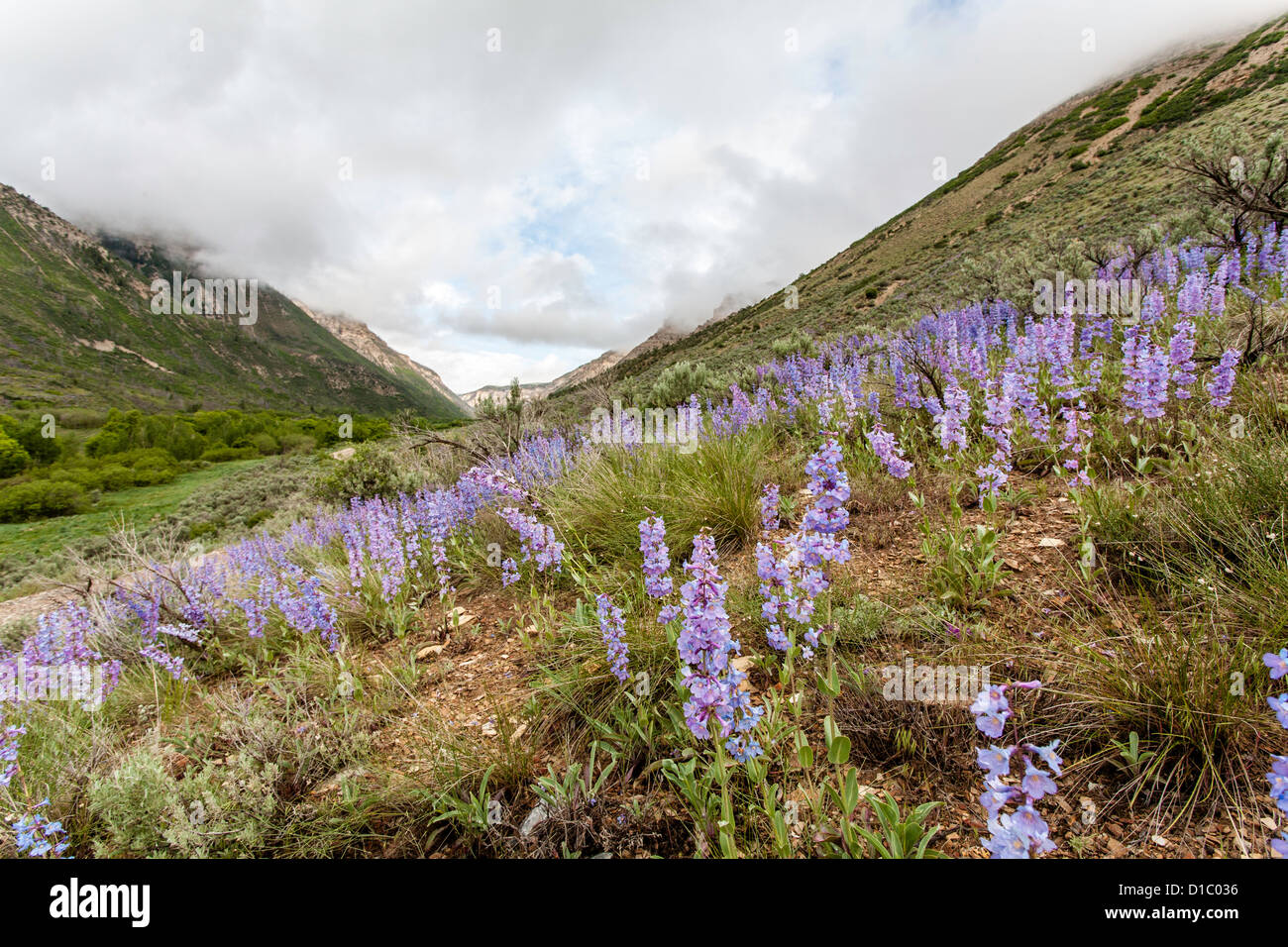 Colorado baker hi-res stock photography and images - Alamy