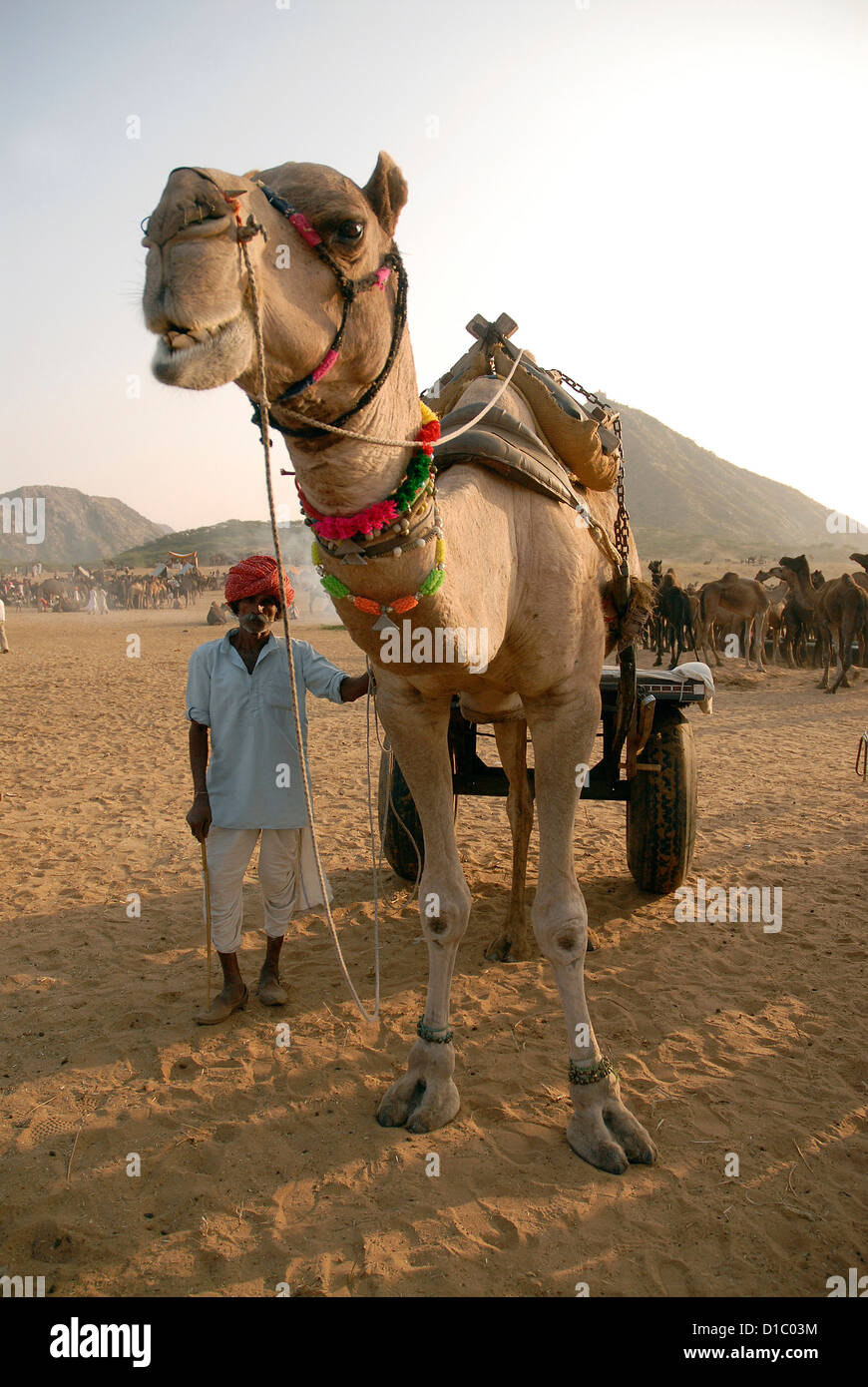 India, Rajasthan, Pushkar. A Rajasthani man offers a ride on his camel ...
