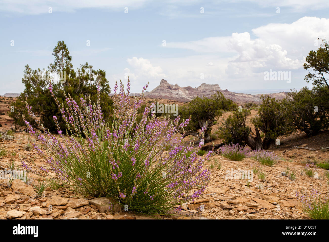 Pink wildflowers in Utah on talus Stock Photo - Alamy