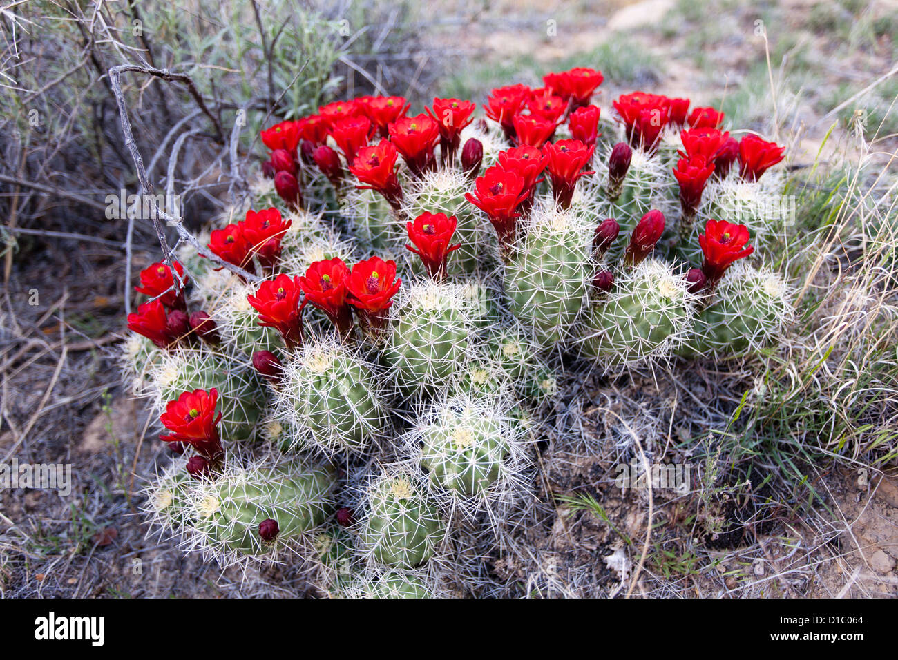 Claret Cup Cactus Stock Photo - Alamy