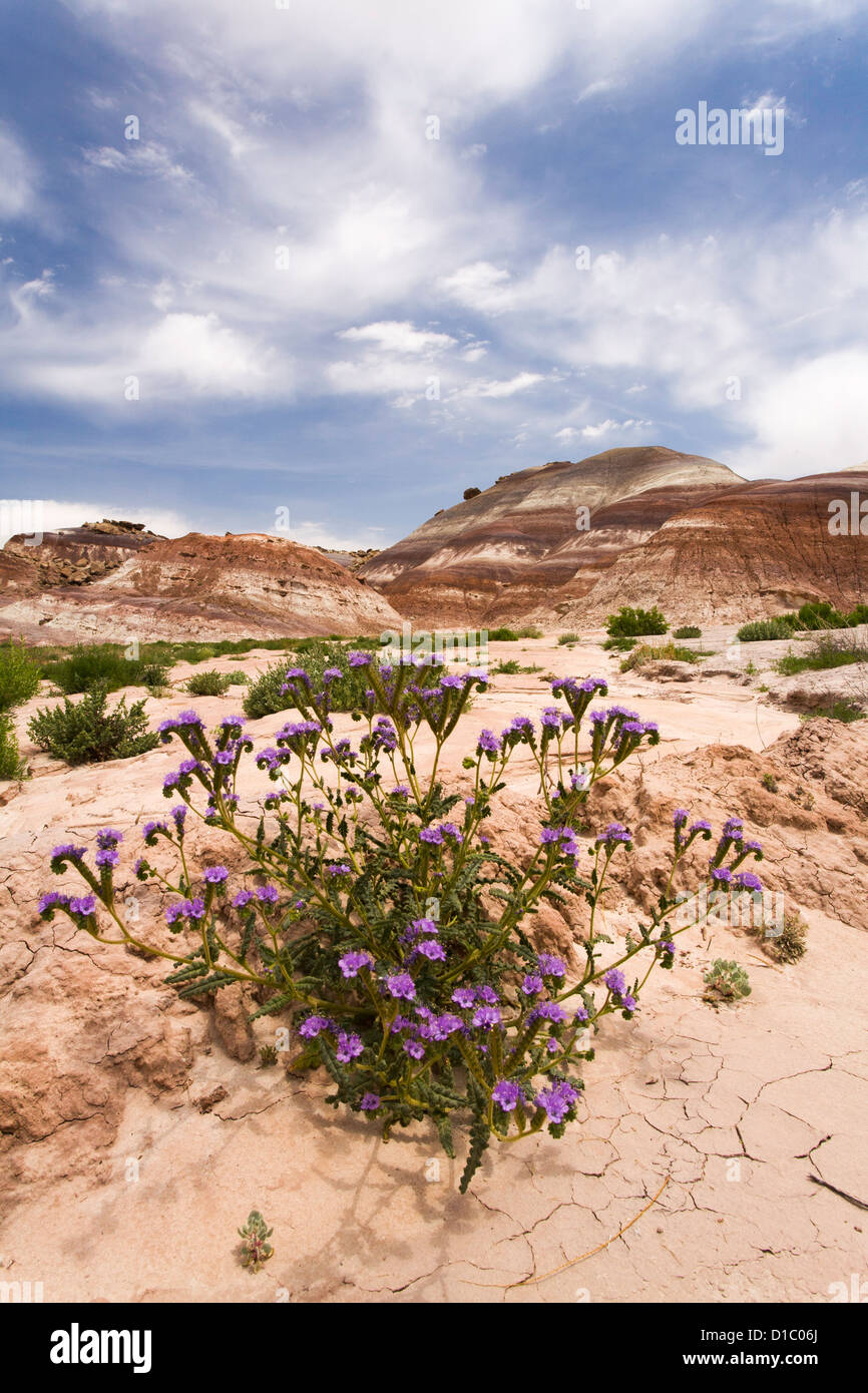 Scorpion weed hi-res stock photography and images - Alamy
