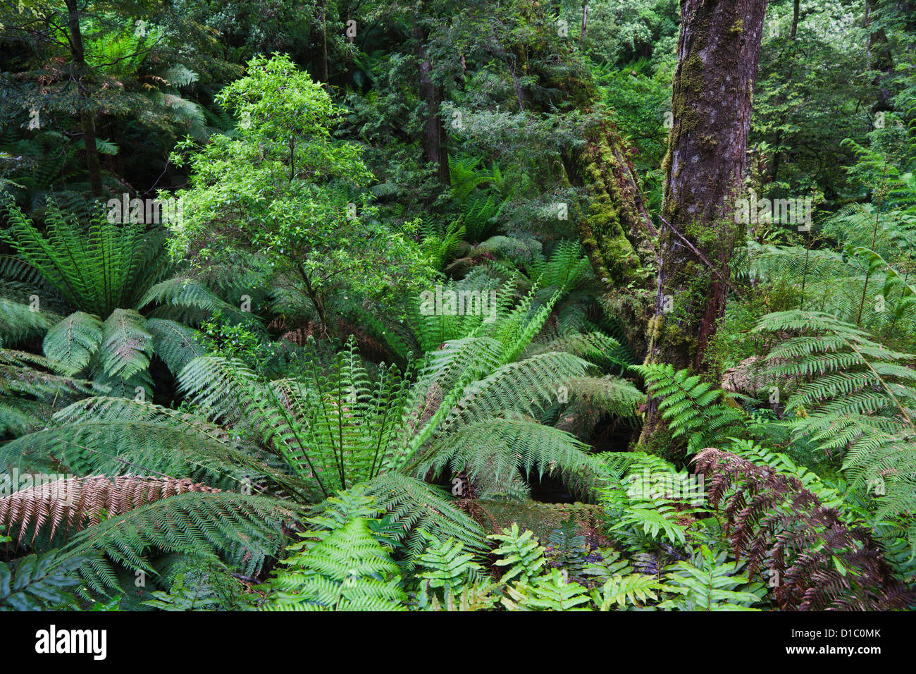 Tree Fern in Melba Gully, Great Otway National Park, Victoria ...