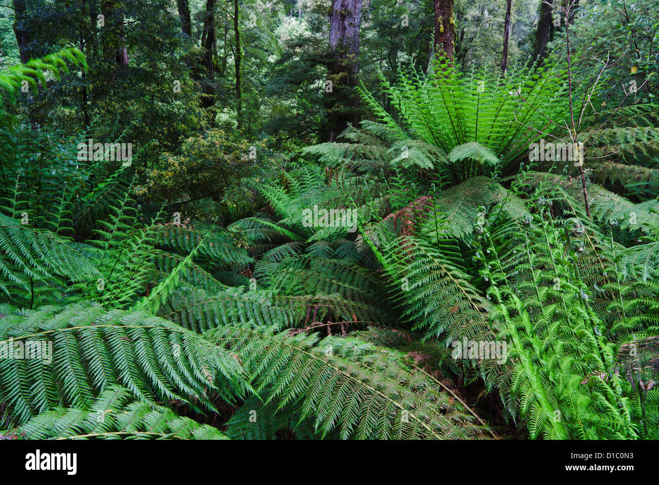 Tree Fern in Melba Gully, Great Otway National Park, Victoria ...