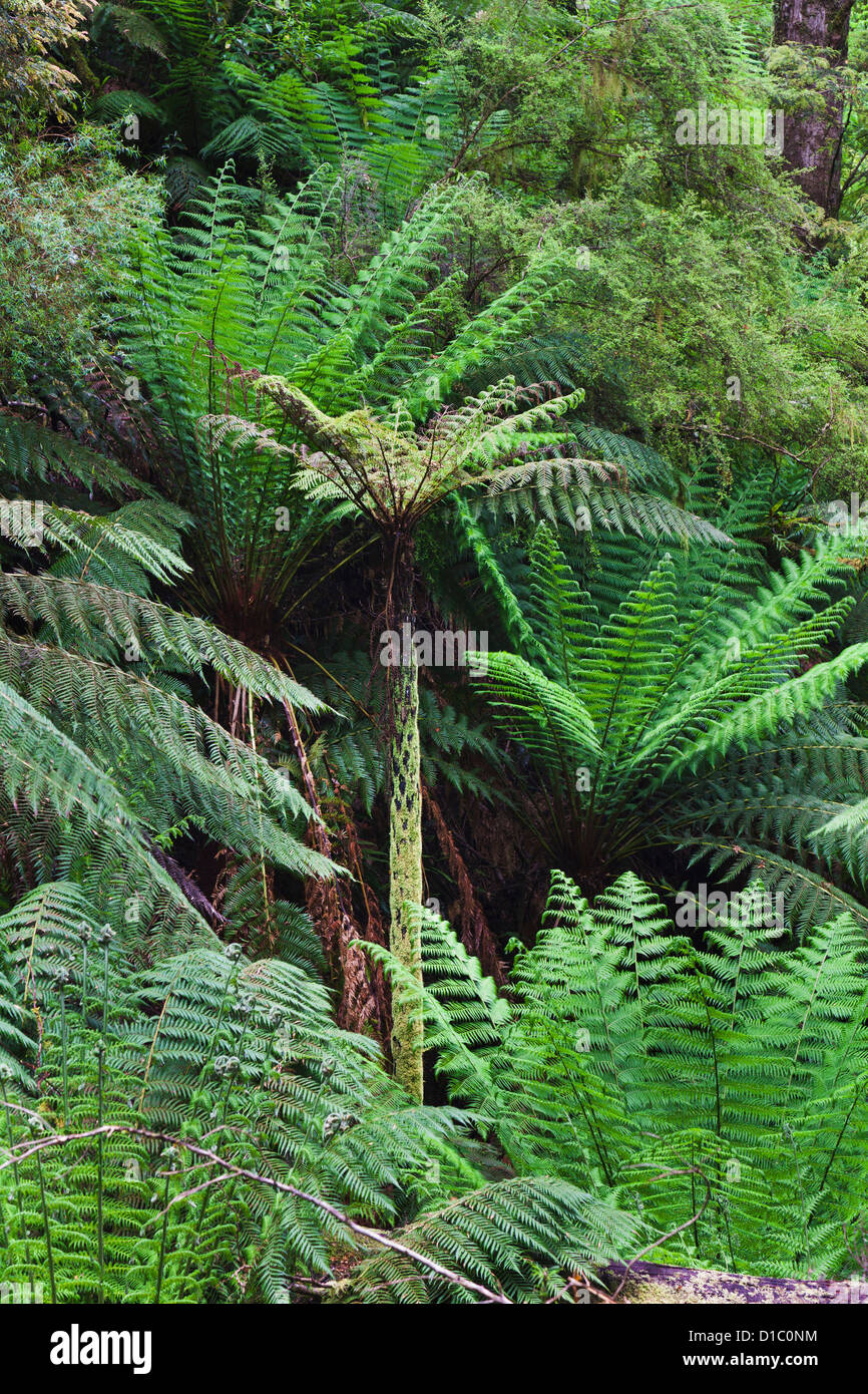 Melba gully hi-res stock photography and images - Alamy