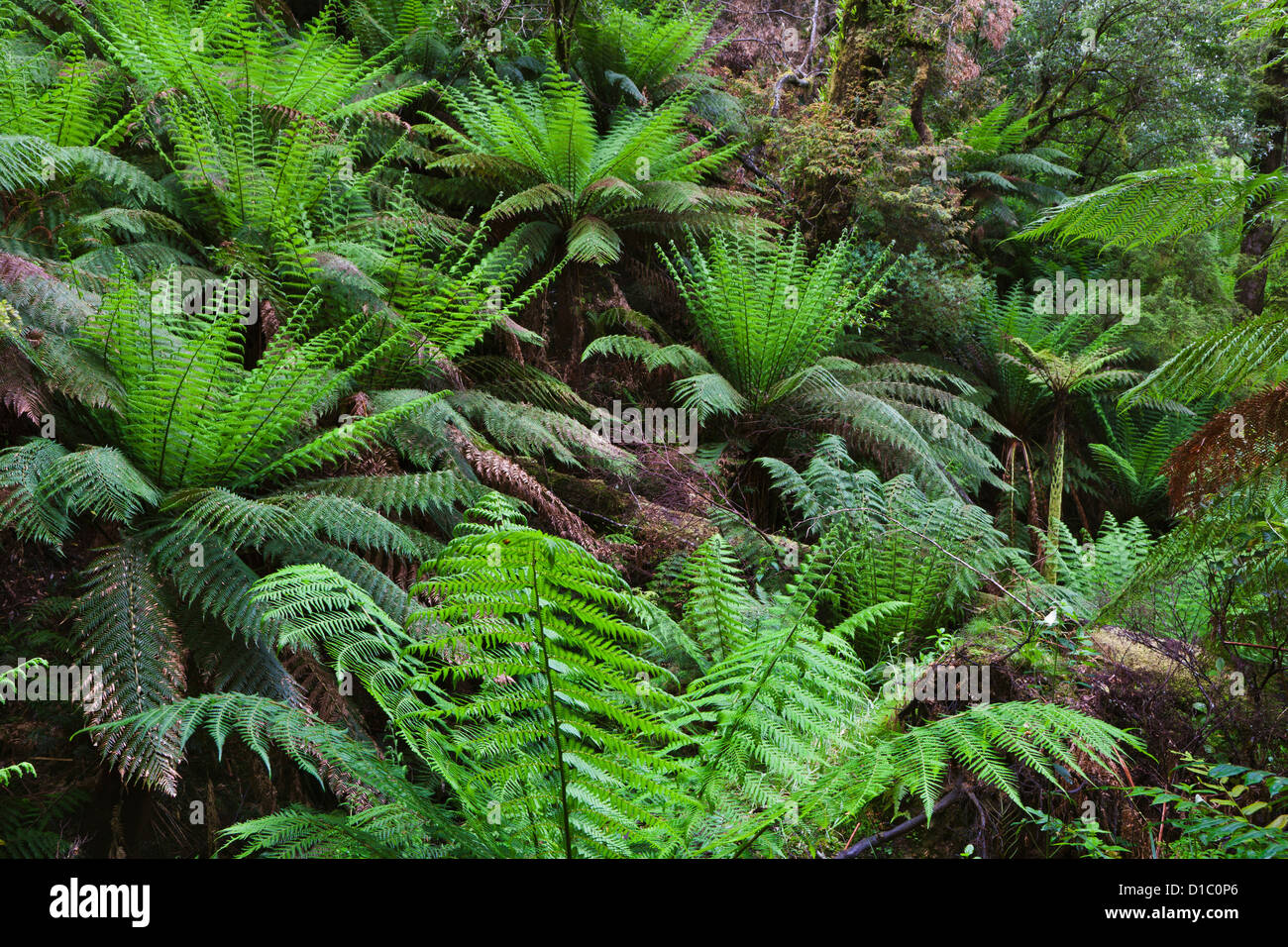 Tree Fern in Melba Gully, Great Otway National Park, Victoria ...