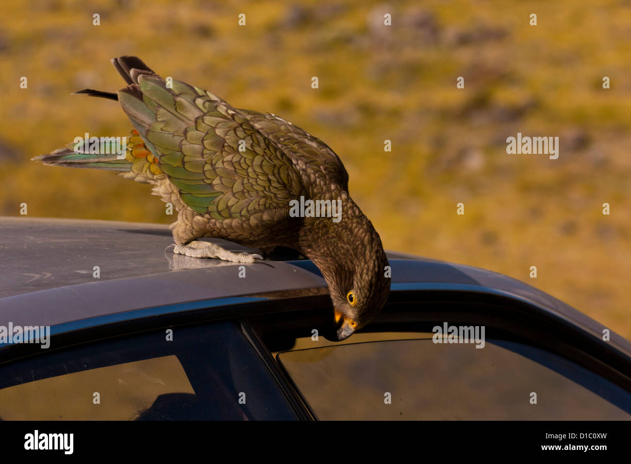 New Zealand, South Island, Fiordland National Park. Curious kea bird ...