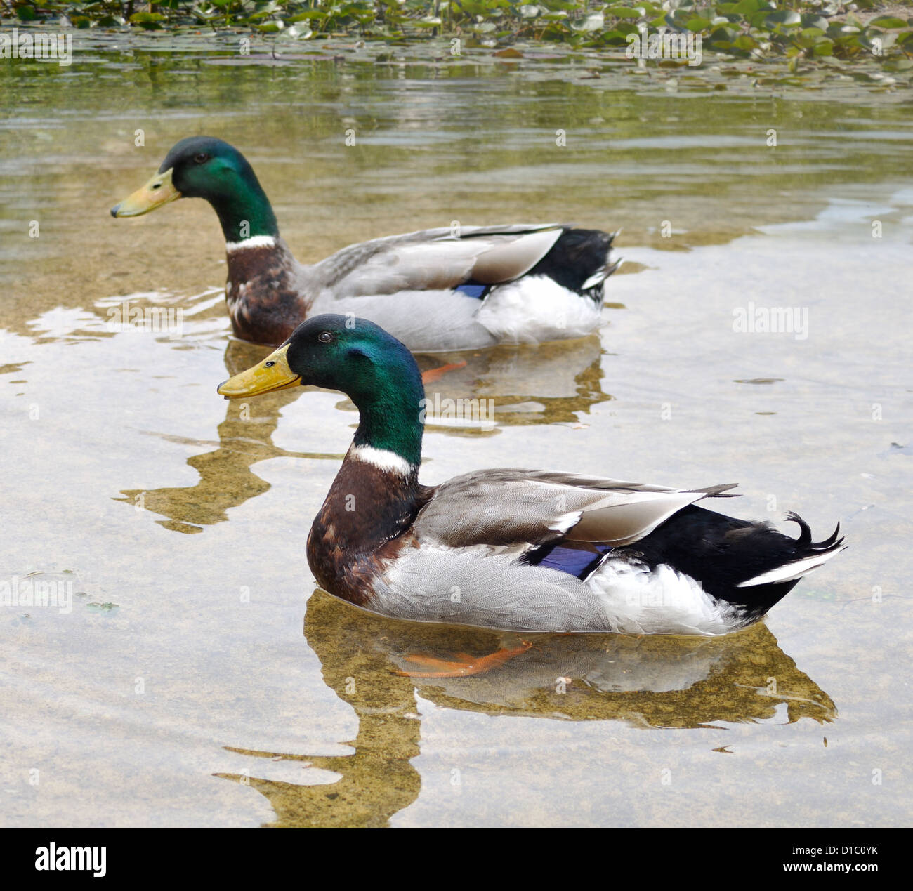 Mallard duck bird hi-res stock photography and images - Alamy