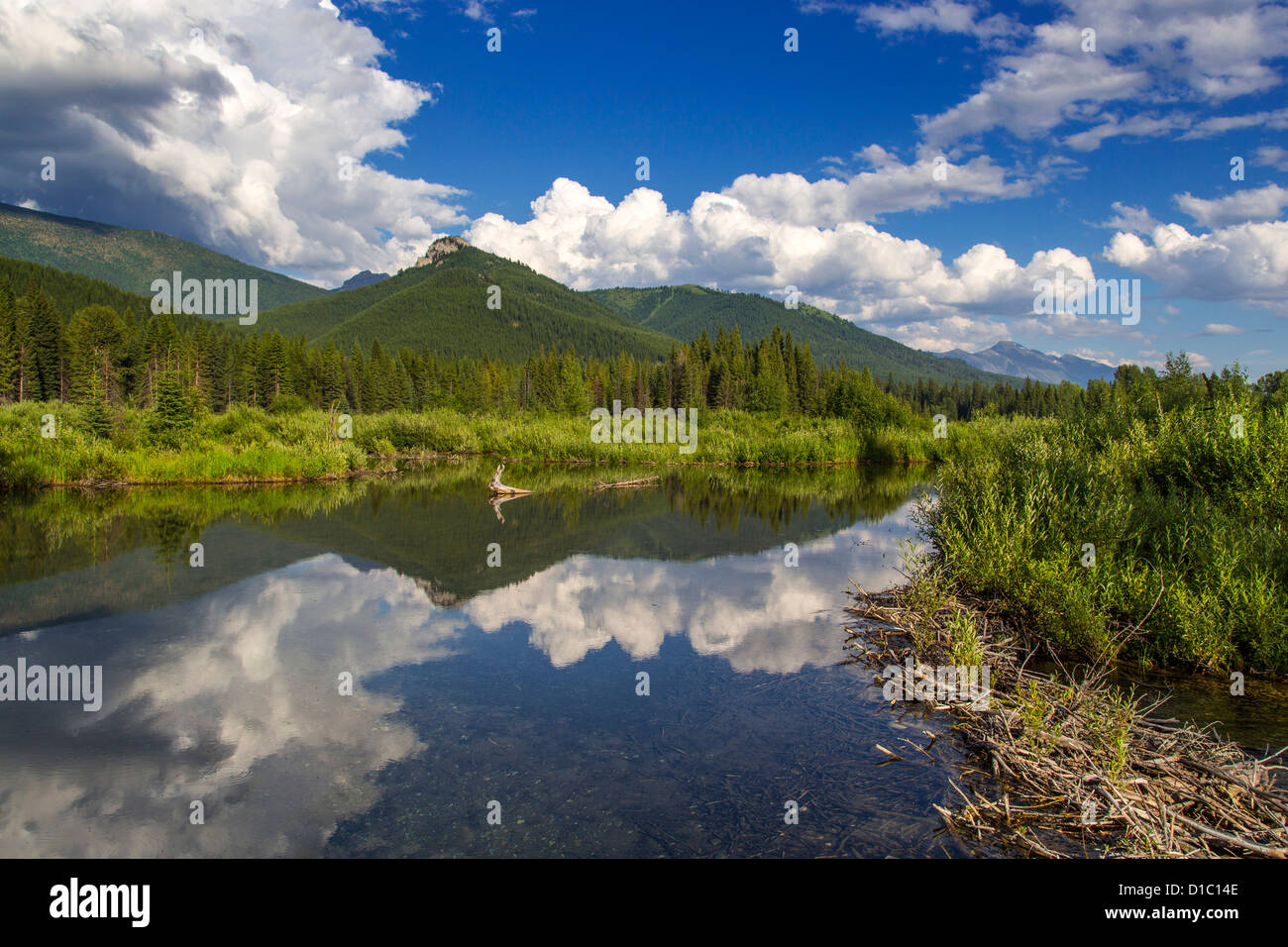 Beaver pond along the Flathead River near Fernie, British Columbia ...